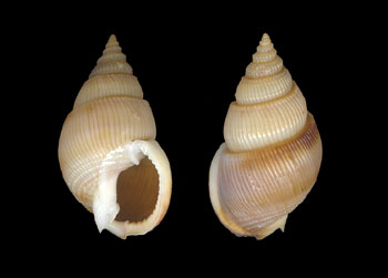 蛾螺总科 Buccinacea 蓝色动物学（中国动物学科普）